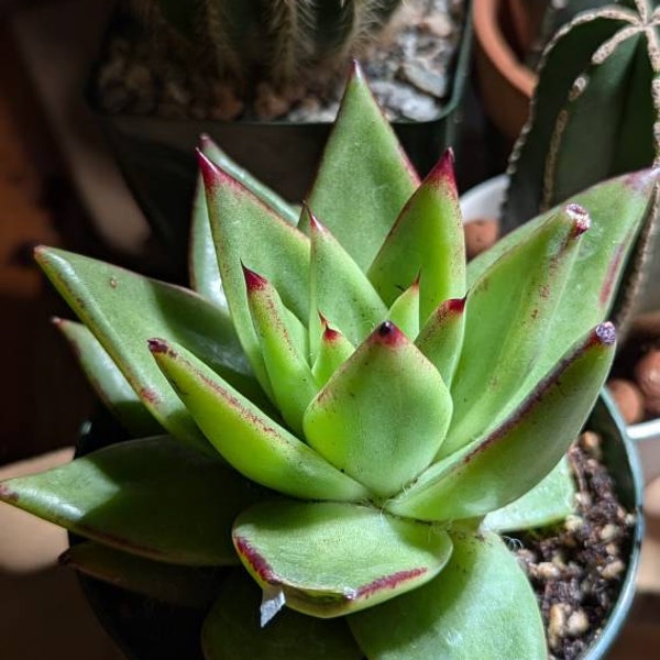 Echinocactus Grusonii V. Albispinus Aka White Spined Barrel Live Cactus ...