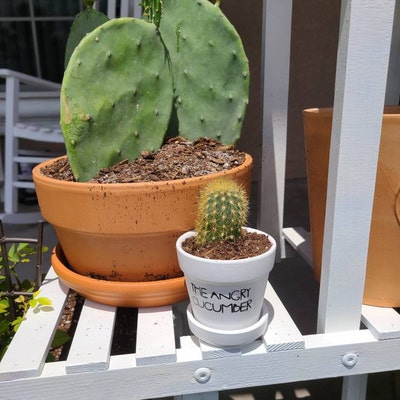 Pun Plant Pot 2.5 the Angry Cucumber Cactus Planter Funny Succulent Pot ...
