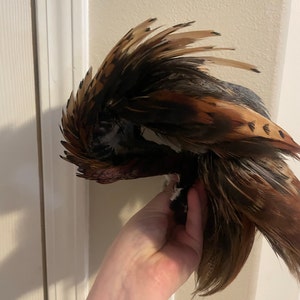 50 Bobwhite Quail Body Feathers 3/4 to 1 3/4 | Etsy