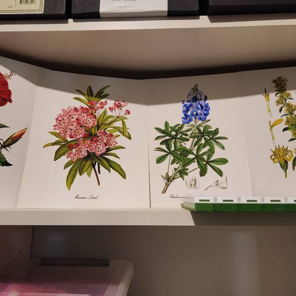 Balm Mint Botanical Print, Balm Mint Botanical Art Print, Balm Mint ...