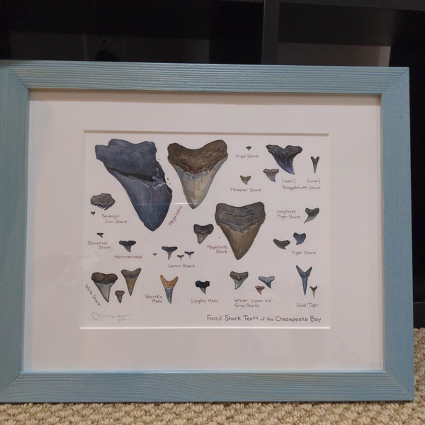 Illustrated Fossil Shark Teeth Chart Natural History Watercolor Art ...