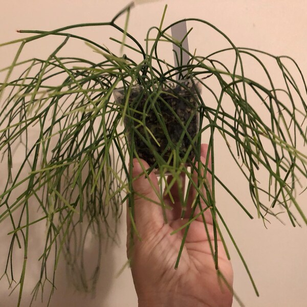 Rhipsalis Bacifera Ssp. Mauritiana ferrari 4 Unrooted Cuttings - Etsy