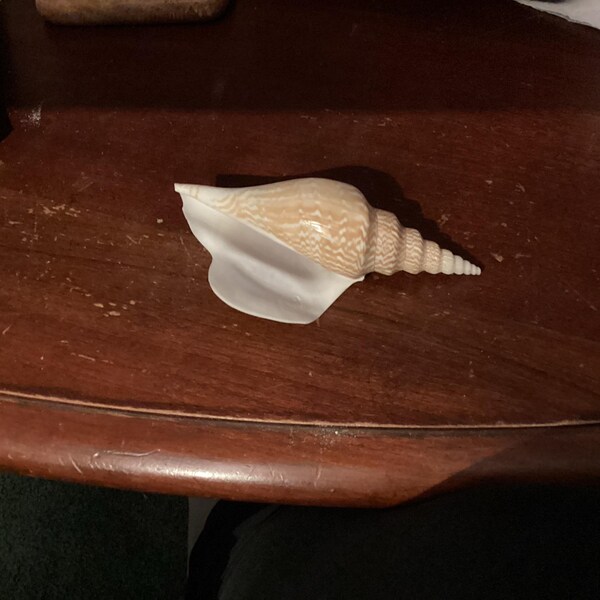 Mixed White Seashells Beach Wedding Decor Sea Shells Assorted Display ...