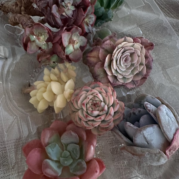 Random Mix DIY Rare Succulent Plants Live Pink Red Orange Green, 0.5-2 ...