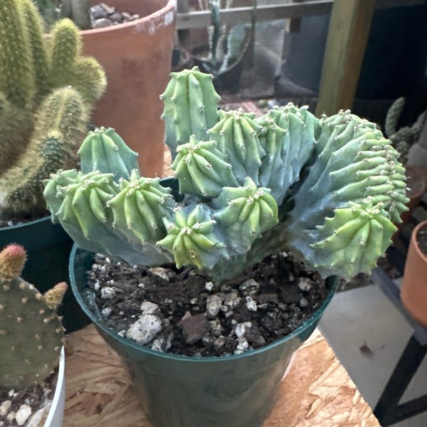 Rebutia Narvaecensis, Fully Rooted Cactus, Clumping Cactus, Native to ...