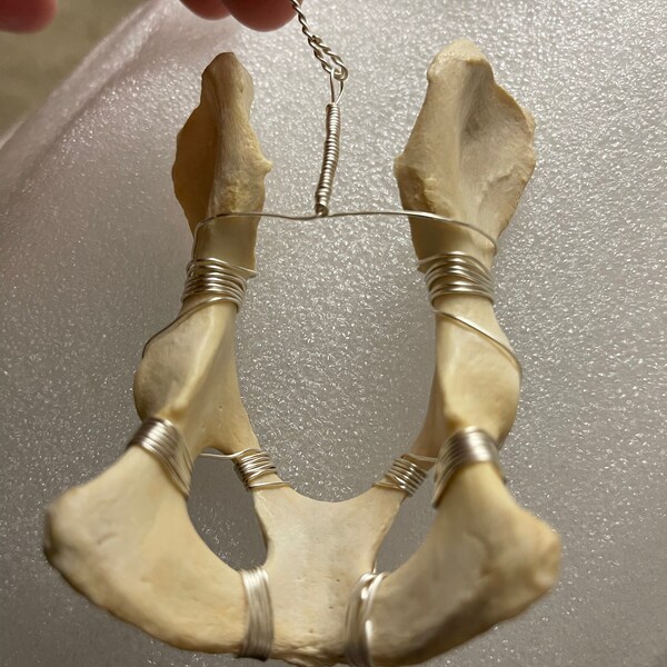 Fox Foot Bone Necklace - Etsy