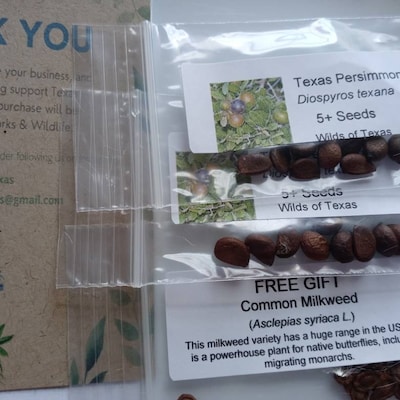 Mexican Buckeye 10 Seeds ungnadia Speciosa Pink Flowering Texas Native ...