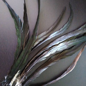 Super Long Feathers, 10 Pieces 16-18 Natural Black Half Bronze Coque ...