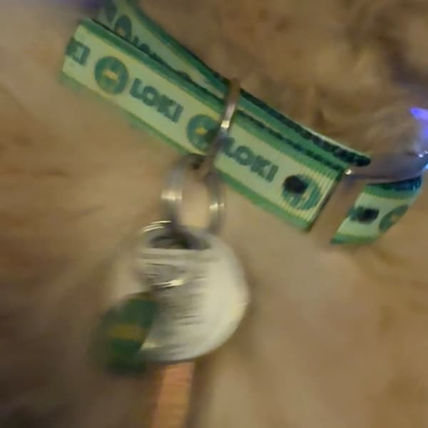 Loki Dog or Cat Breakaway Collar, God of Mischief - Etsy Canada