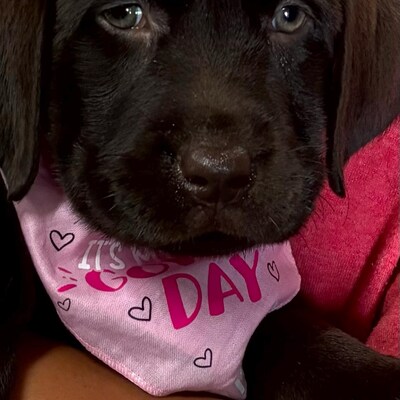 Ball-less & Flawless Dog Bandana, Funny Dog Bandana, Neuter Bandana ...