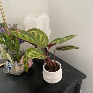 Set of 3 Small 3D Printed Plant Pots HOMER, MAYLA, ELIF in Pistacco ...