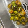 Fresh Dwarf June Plums 5 Lbs- Always Freshly Picked - ** We Are ...