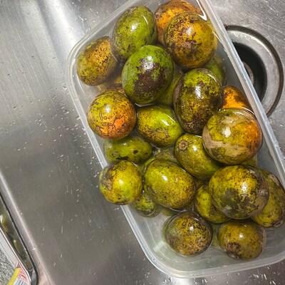 3LBS Fresh Dwarf June Plums Always Freshly Picked Ready to Ship - Etsy