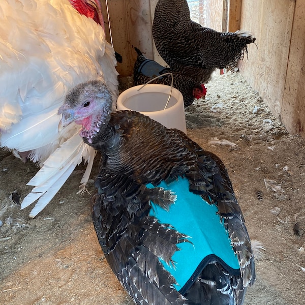 TURKEY SADDLE | Adjustable Stag Protector | Turkey Apron | Turkey ...