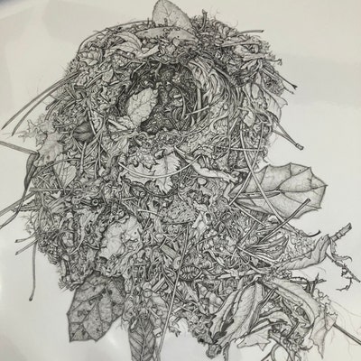 Shallows of a Tide Pool Pencil Drawing limited Edition Print - Etsy