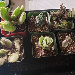 RARE Crassula Tabularis Pagoda Village Succulent Plant - Etsy