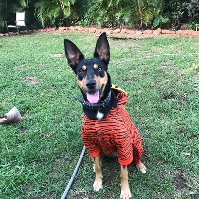 Pet Dog Shirt Costume Weapon of Mass Destruction Black With - Etsy