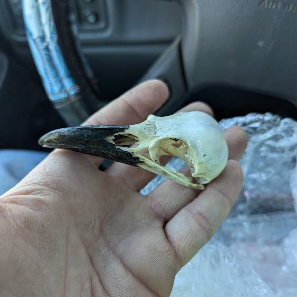 Crow Skull Real Natural Corvus Carone Raven Corvid Taxidermy Gothic ...