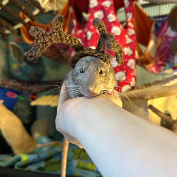 Bearded Dragon Candy Corn Costume Sweater, Halloween Lizard Sweater ...