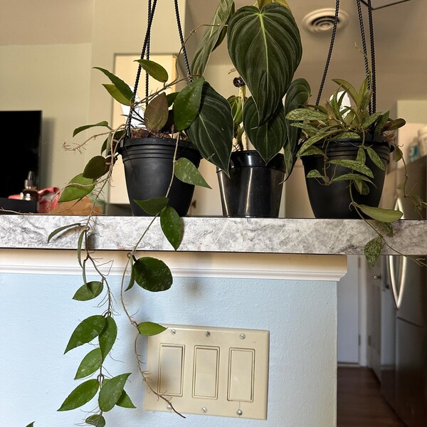 Hoya Carnosa Compacta Hindu Rope Variegata 3 US SELLER - Etsy