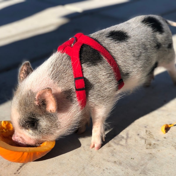 Adjustable Mini Pig Harness - Red TD - Etsy
