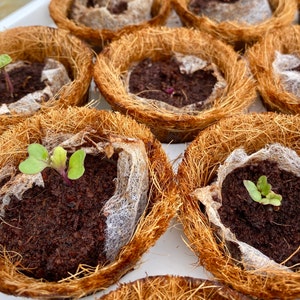 Green Shiso Seeds Ao Shiso Green Perilla Frutescens Ohba Ao | Etsy