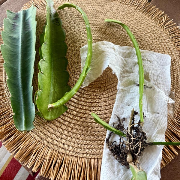 Epiphyllum Flying Silk Cutting 8"-10" Long - Etsy