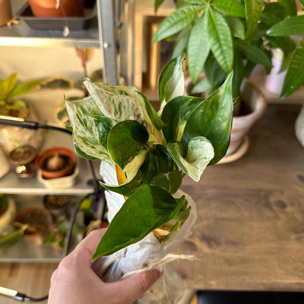 Transparent Pot for Interior Plants 12 Cm Clear Plastic Pots for Plant ...