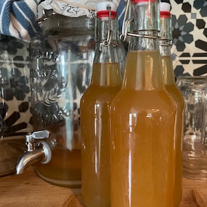 Apple Cider Mother of Vinegar Scoby ACV Starter Homemade - Etsy