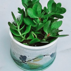 Aeonium Merlot - Etsy