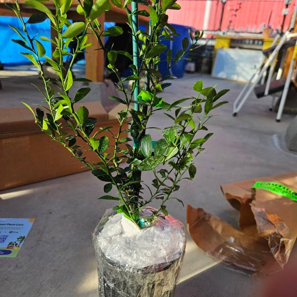 Finger Lime Tree , 1/2 Gallon Pot - Microcitrus Australasica in 1/2 Gal ...