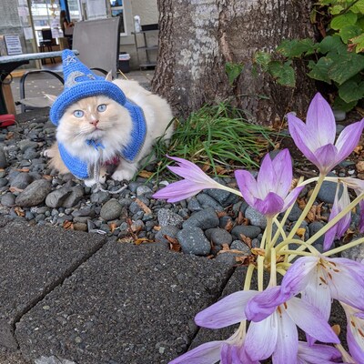 Wizard Costume for Cat, Wizard Hat for Cat, Wizard Pet Costume - Etsy