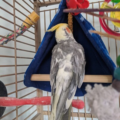 Cozy Bird Tunnels, Quilted Fleece Hideaway for Any Smaller Birds ...