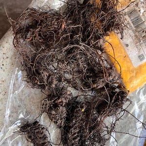 10 Wild Geraniums Plants Cranesbill Geranium Maculatum Organic Bare ...