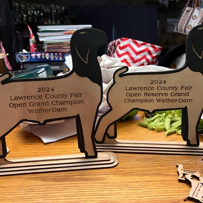 Market Barrow Hog Pig Show Award for Livestock Show Expo 4H Trophy - Etsy