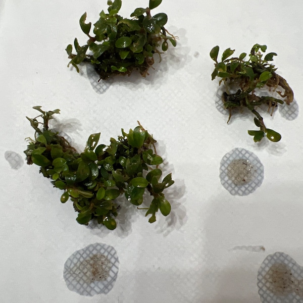 4 Micro Bucephalandra Plants! Live Aquarium Plants! Free S/h Live ...