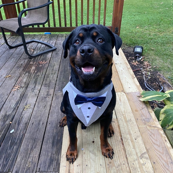 Custom Fit Extra Extra Large Dog Tuxedo: 2-piece Wedding Suit With Bow ...