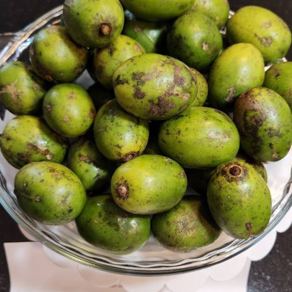 Fresh Dwarf June Plums 5 Lbs- Always Freshly Picked - ** Pre Orders ...