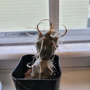 Powder Puff Cactus Potted Cactus Plant Mammillaria Bocasana | Etsy