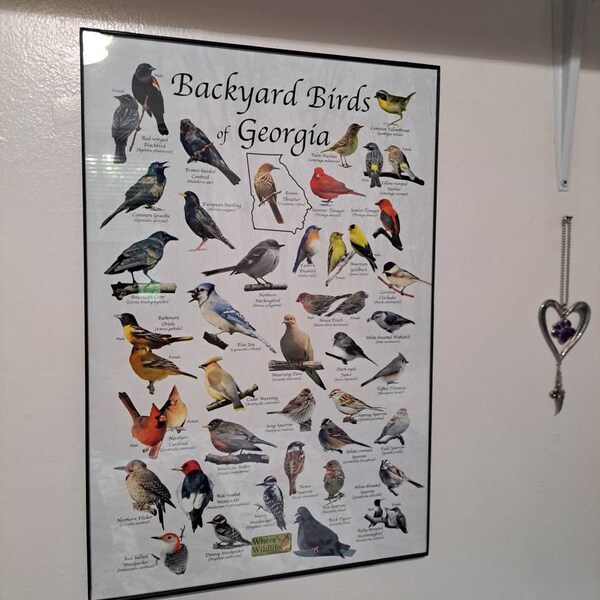 Backyard Birds of Georgia Bird Identification Poster Print / Field ...