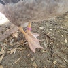 Chicken/bird Foot Tags - Etsy