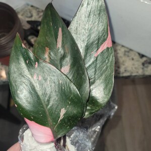 Tradescantia Blossfeldiana Aurea limelight 15 - Etsy