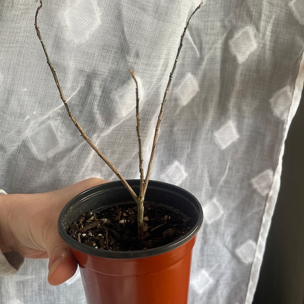 Chinese Perfume Tree, Chinese Rice Flower, in 4 Pot Aglaia Odorata - Etsy