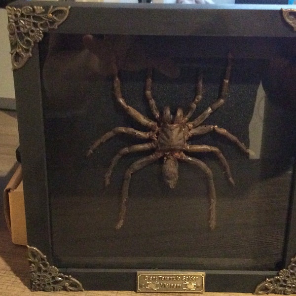 Real Framed Spider Tarantula Bird Eating Insect Shadow Box Taxidermy ...