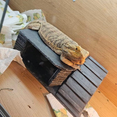 FLINTSTONE 2 Tier Ramp, Handmade Natural Slate Cave, 14hx20dx30w Cm ...