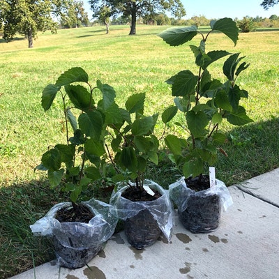 Physocarpus Opulifolius Ninebark 'nugget' Chartreuse Yellow Flowering ...