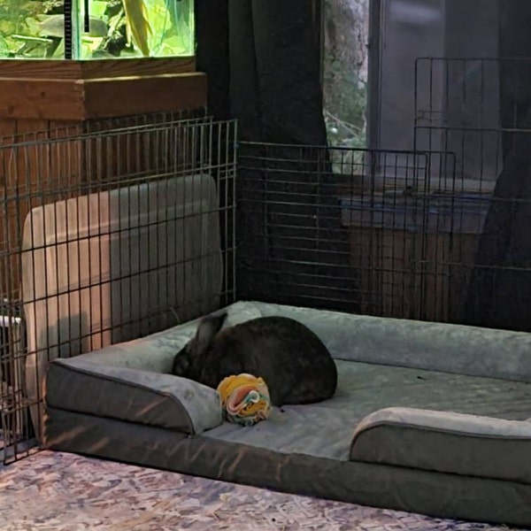 Gourmet Mini Donut Treats for Rabbits | Quality Treats for Rabbits ...