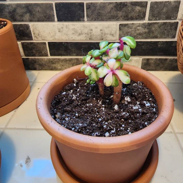 Rare Variegated Pink Elephant Bush, Portulacaria Afra Variegata Live ...
