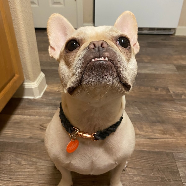 Two Color Rope Dog Collar - Etsy