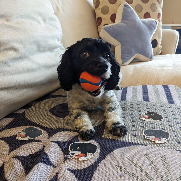 VALORANT Raze Cat Spray Waterproof Holographic Vinyl Sticker - Etsy